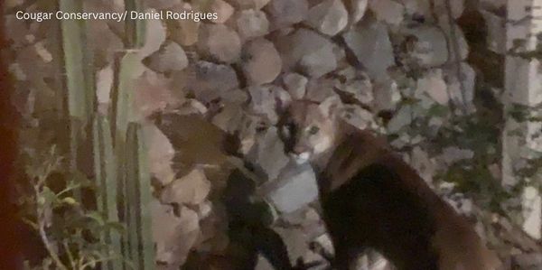 Cougar Sightings